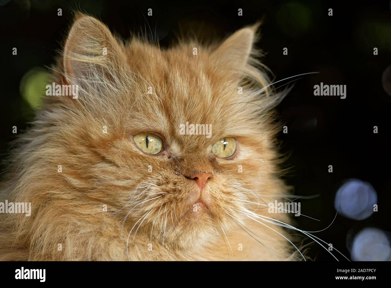 Shirazi cat hi-res stock photography and images - Alamy
