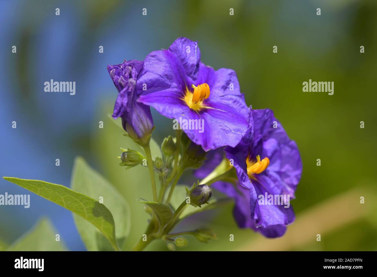 Beautiful tropical bush close hi-res stock photography and images - Alamy