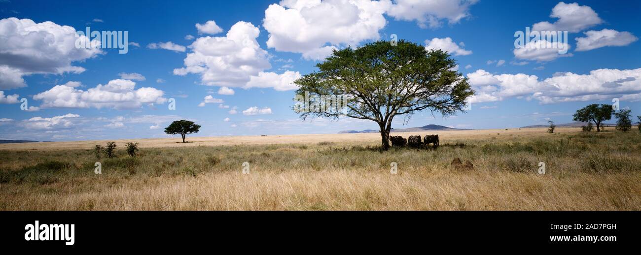 Landscape with elephants in savannah, Kenya Stock Photo - Alamy