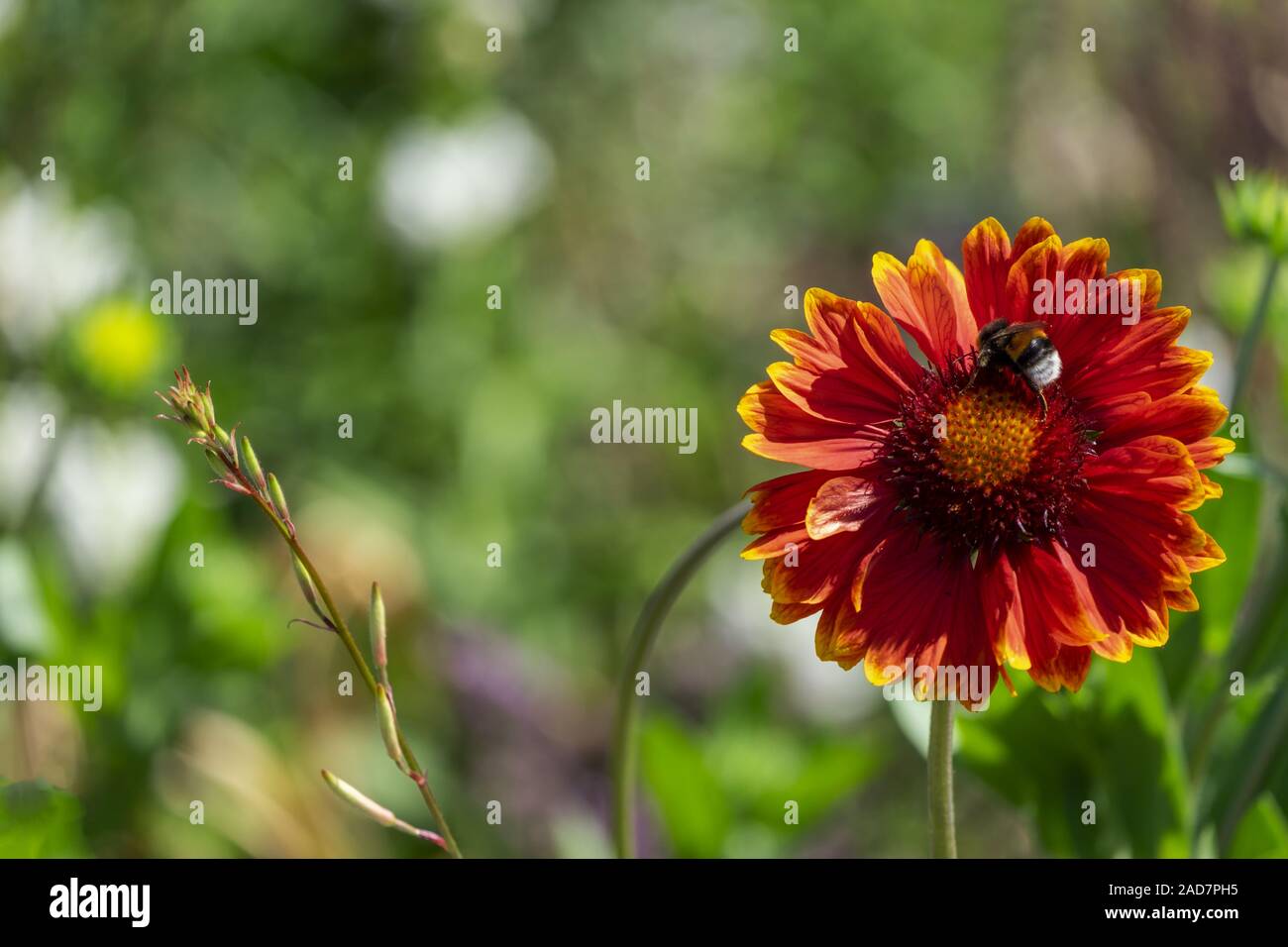 Cockade flower (Gaillardia Stock Photo - Alamy