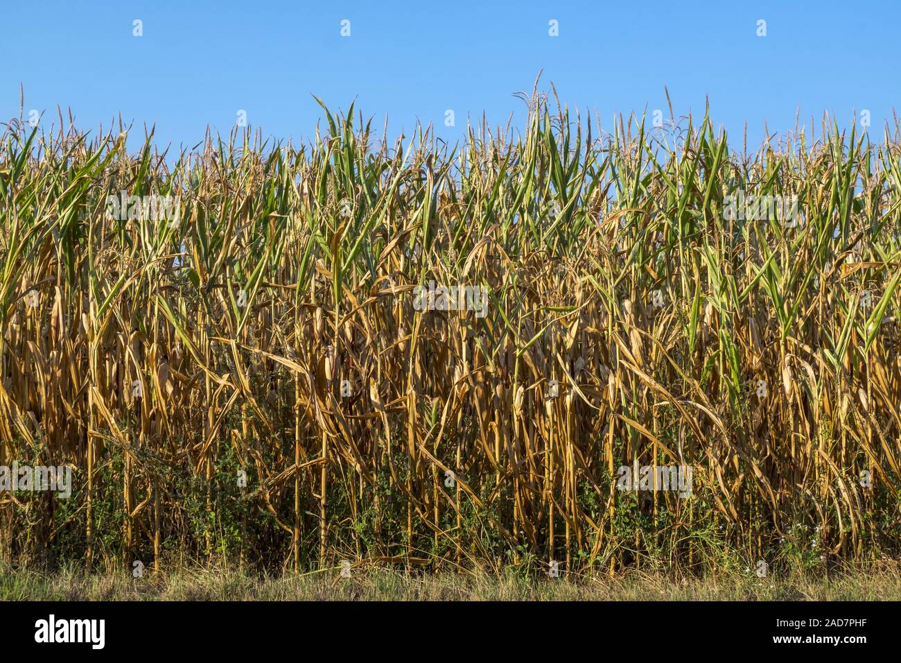 Dried maize hi-res stock photography and images - Alamy