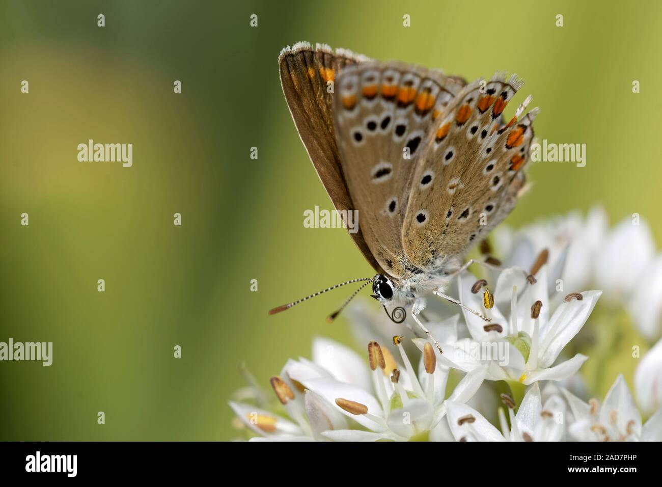 Butterfly finch hi-res stock photography and images - Alamy