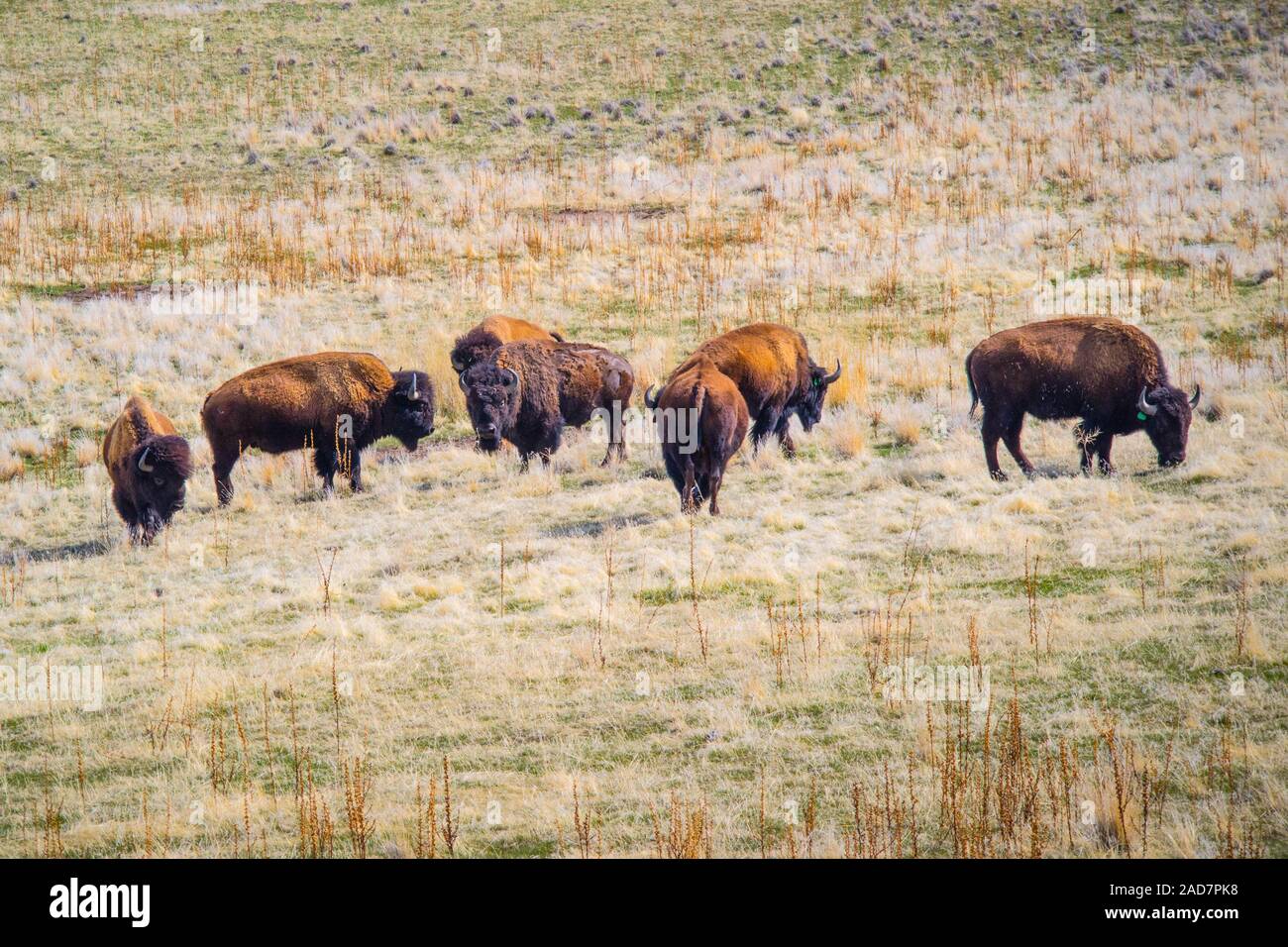 American Bison in the field of Antelope Island State Park, Utah Stock ...