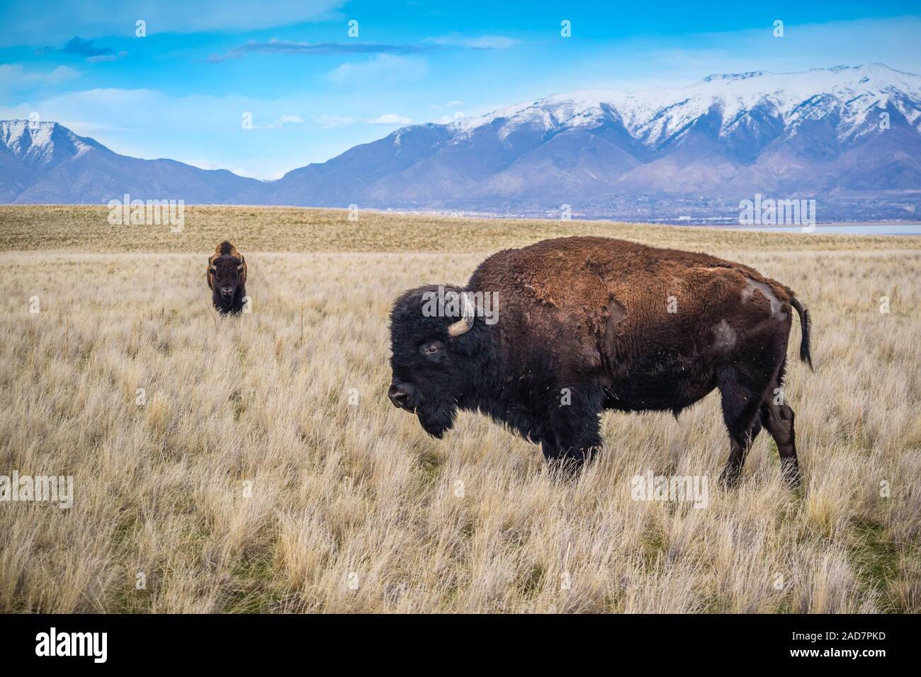American Bison in the field of Antelope Island State Park, Utah Stock ...