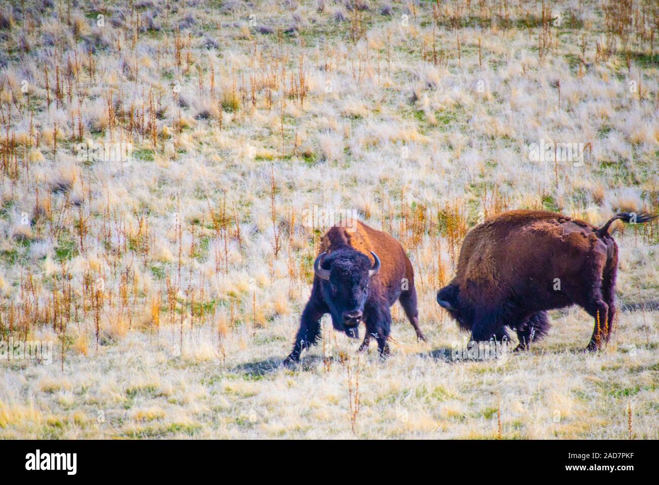 American Bison in the field of Antelope Island State Park, Utah Stock ...