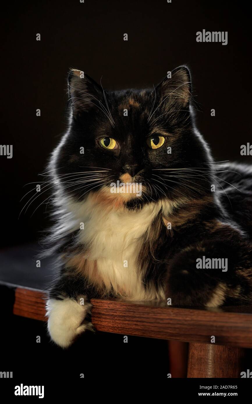 Cat on the table hi-res stock photography and images - Alamy