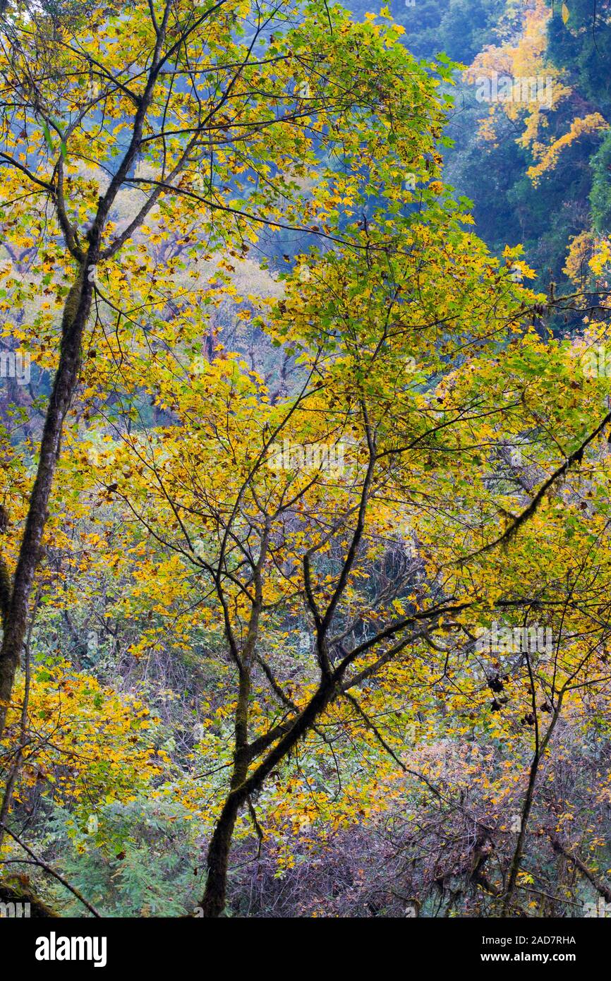 Nepal tree leaves autumn hi-res stock photography and images - Alamy