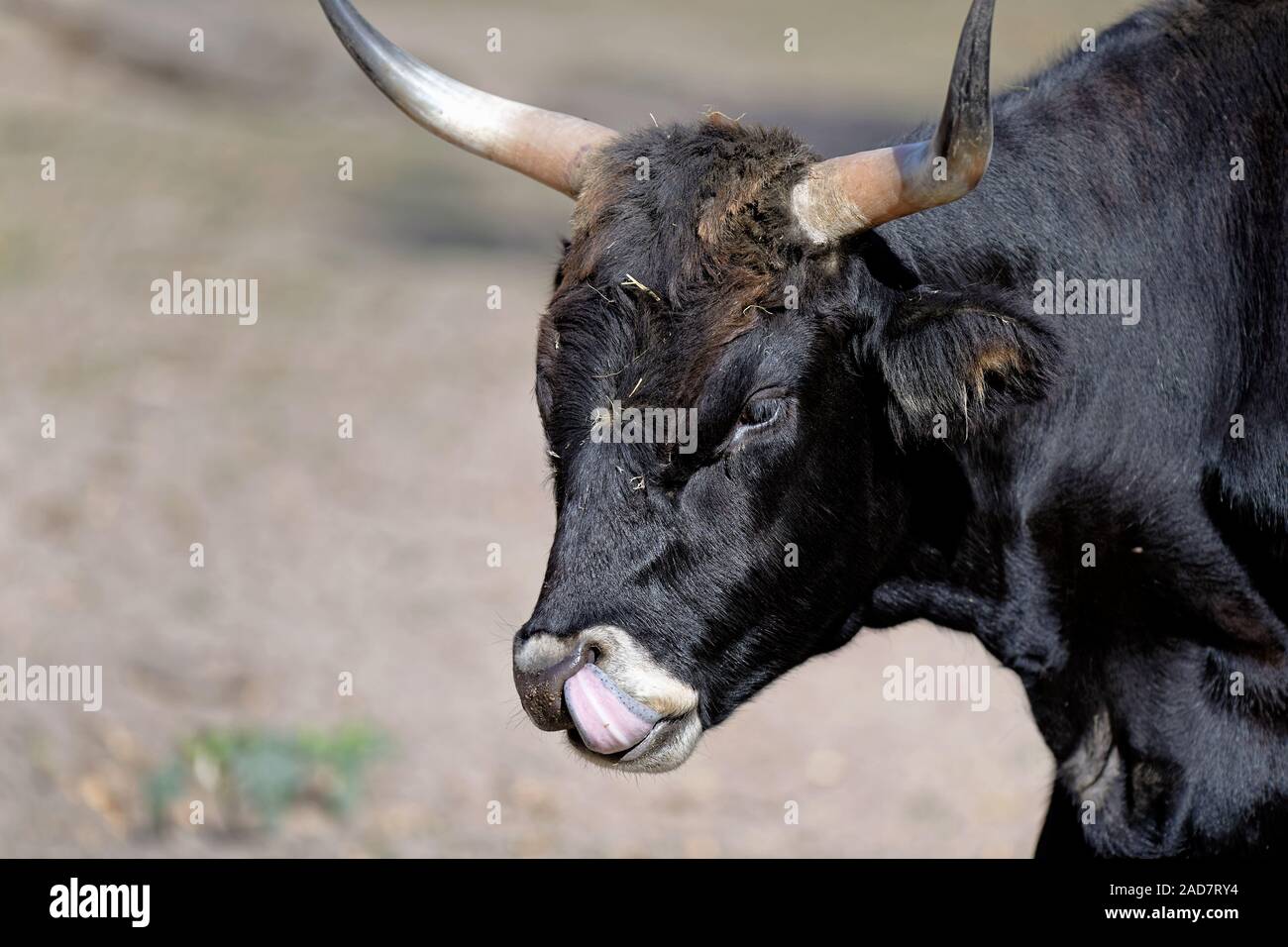 Rear cattle hi-res stock photography and images - Alamy