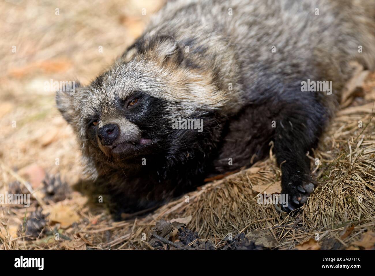 Tanuki hi-res stock photography and images - Alamy