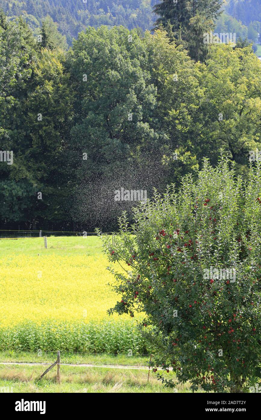 Swarm of flying ants during their wedding flight, mating of winged ants ...