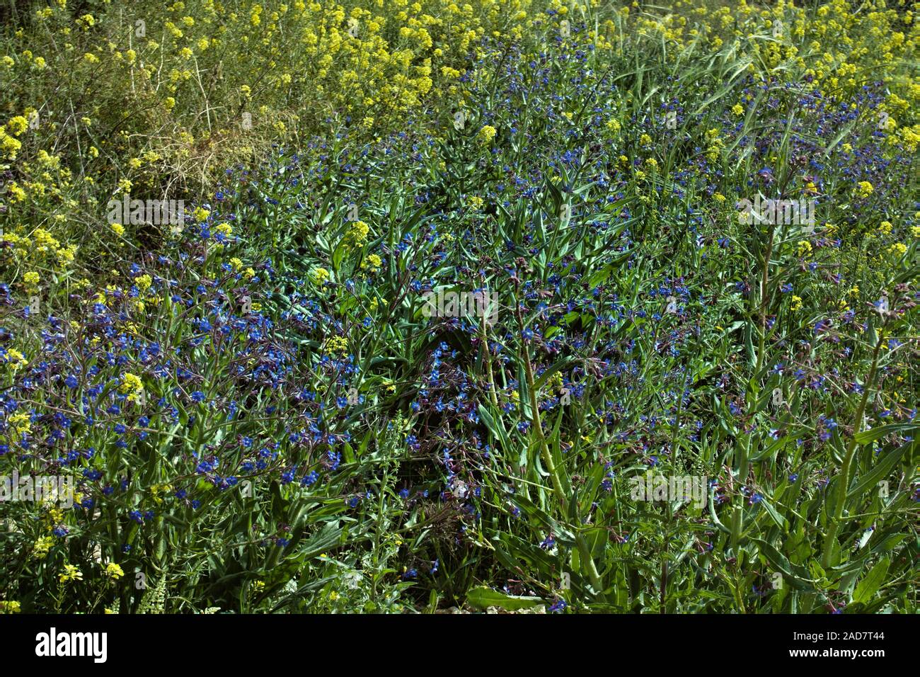 Weed plants, field weed on field between, wild flowers Stock Photo - Alamy