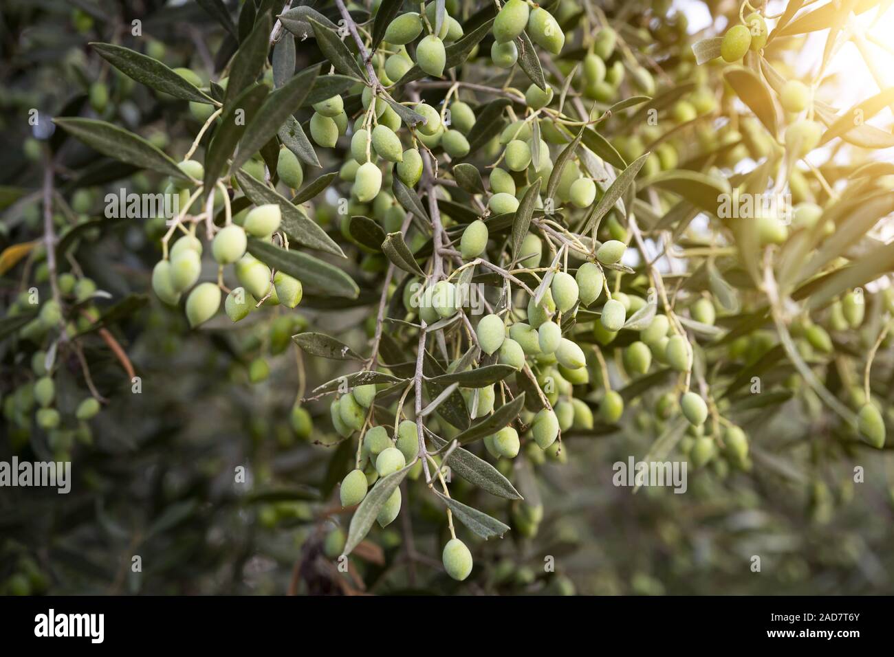 Olives on an olive tree in Crete, Greece Stock Photo - Alamy