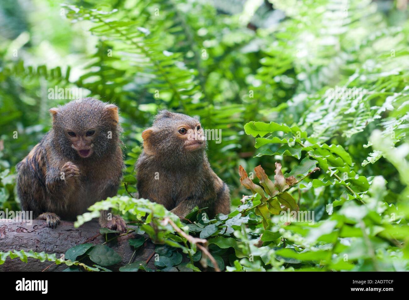 Monkey sitting in grass hi-res stock photography and images - Alamy