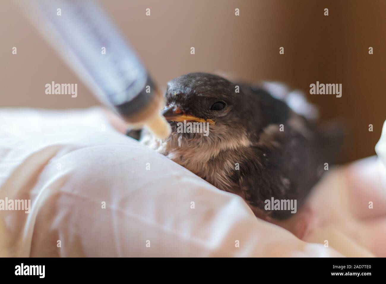 Feeding a baby swallow with syringe Stock Photo - Alamy
