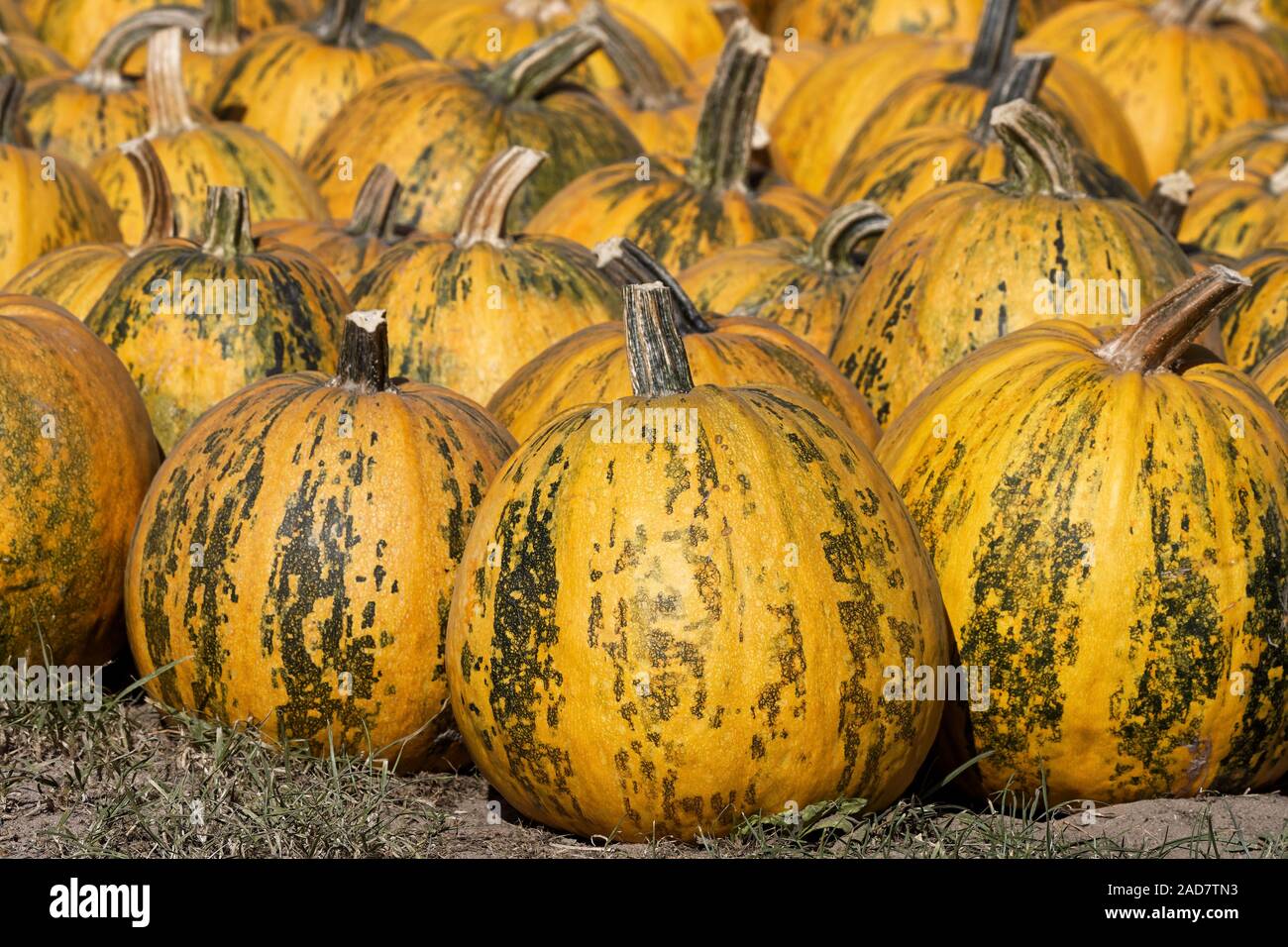 Gourd symbol hi-res stock photography and images - Alamy