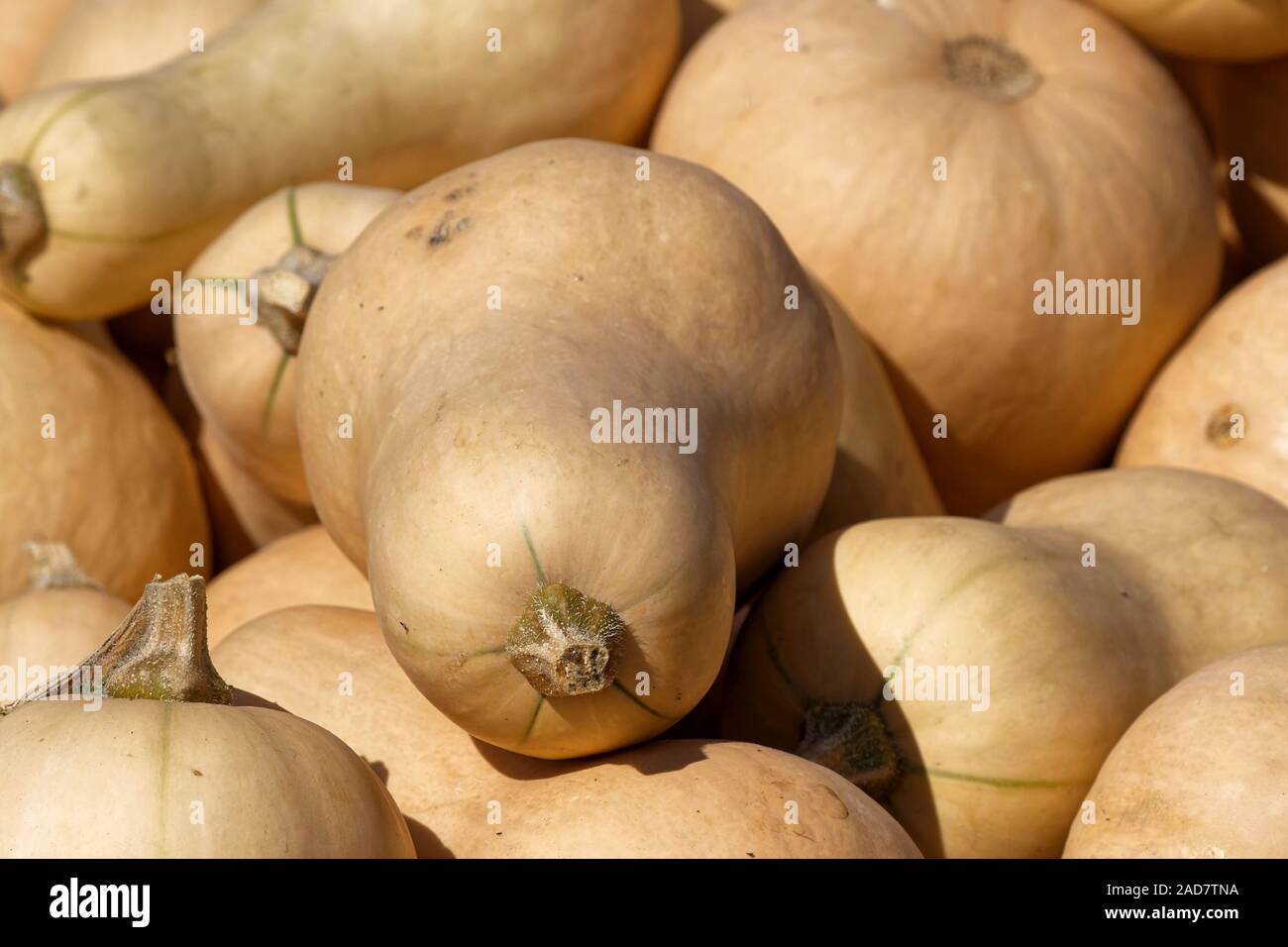 Butternut squash cucurbita moschata farmers hi-res stock photography ...