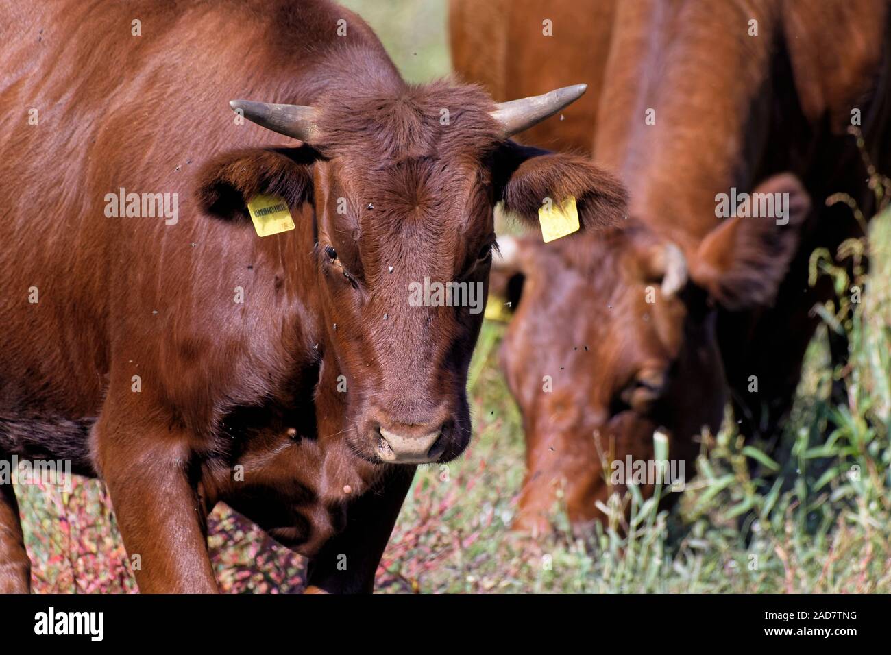 Red mountain cattle Stock Photo - Alamy