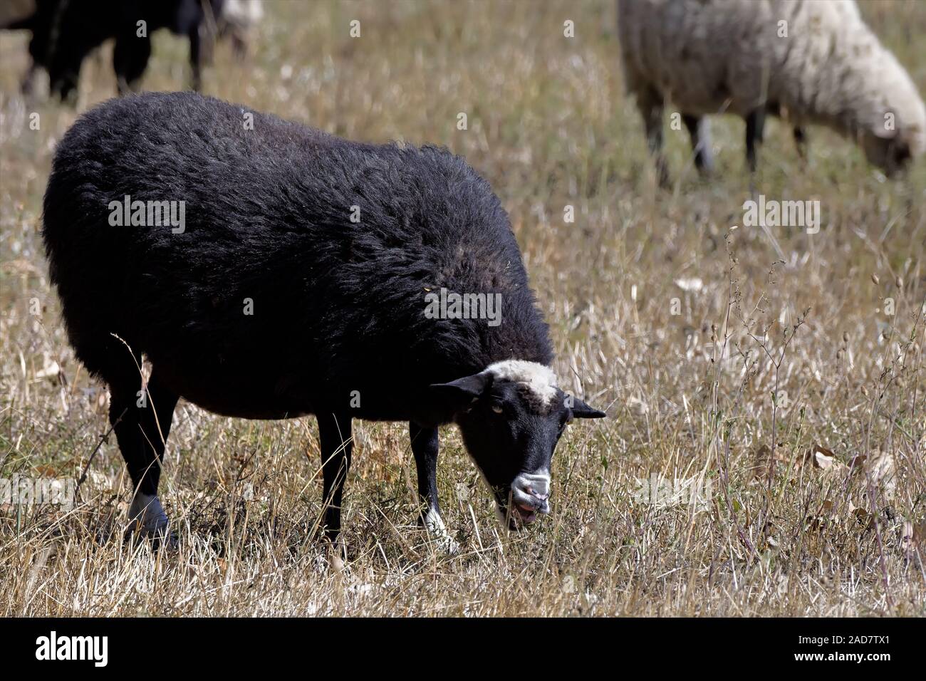 Black fur sheep hi-res stock photography and images - Alamy