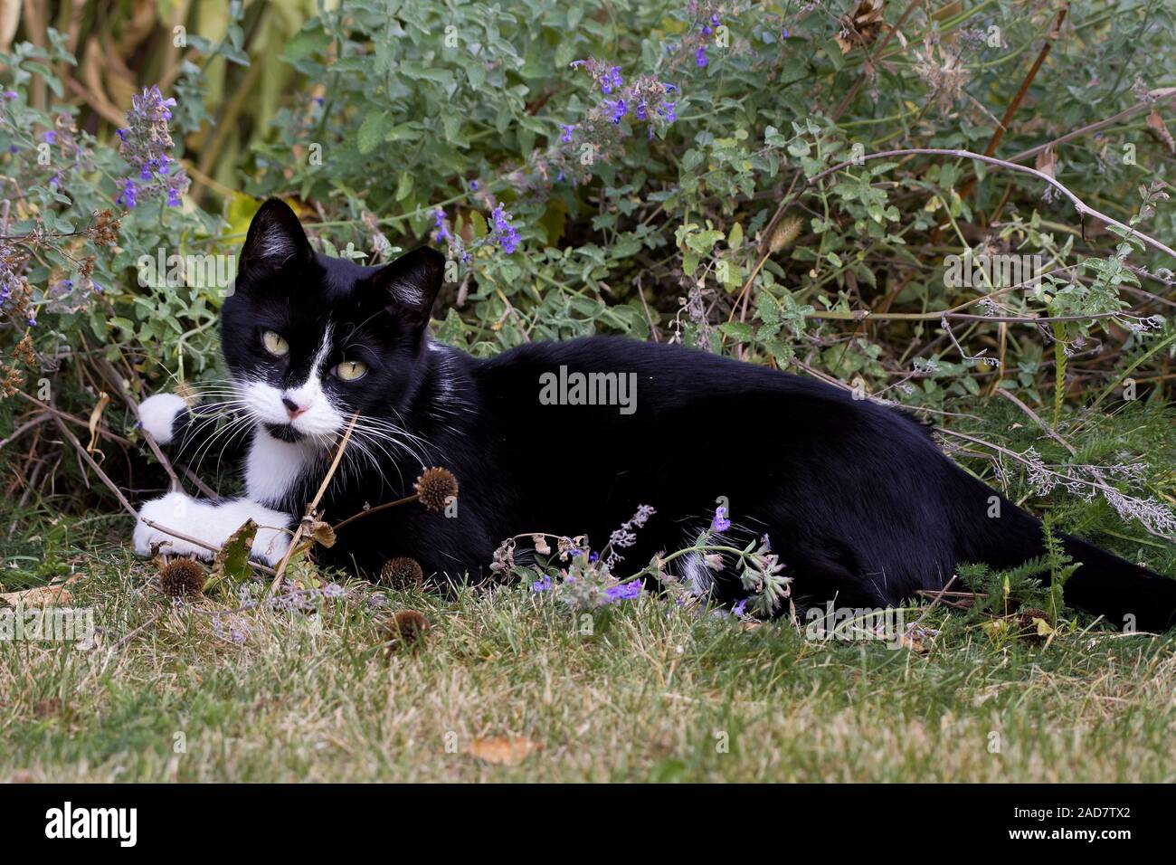 Cat in catnip Stock Photo - Alamy