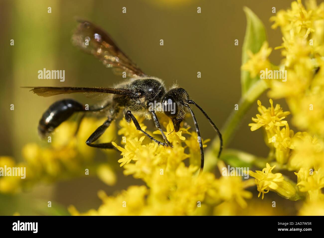 Steel Blue Cricket Hunter Stock Photo - Alamy