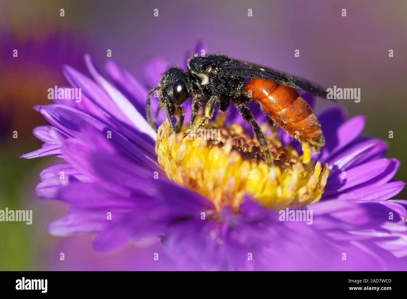 Halictid bees hi-res stock photography and images - Alamy