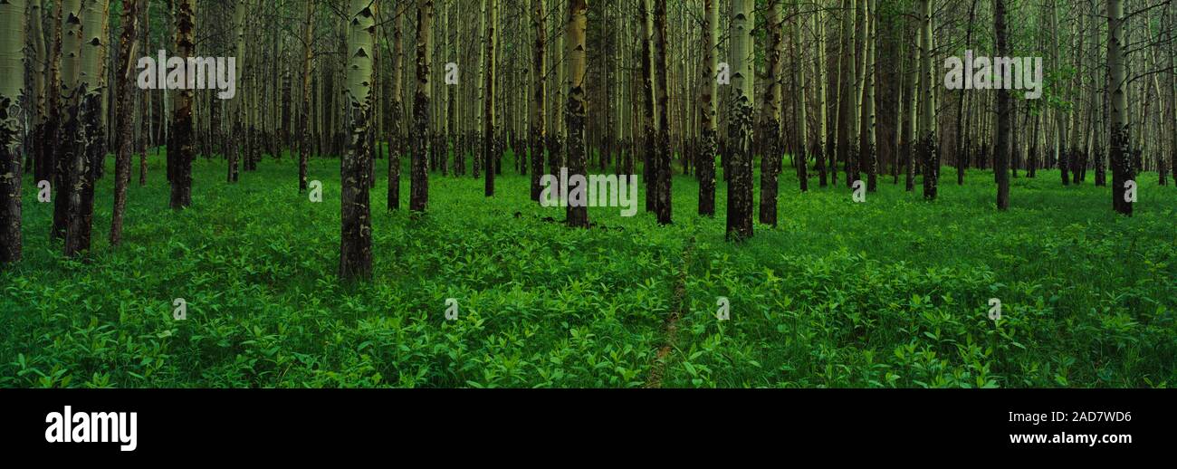 Aspen trees in a forest, Banff National Park, Alberta, Canada Stock ...
