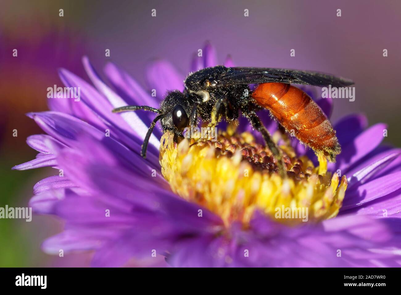 Big blood bee Stock Photo - Alamy