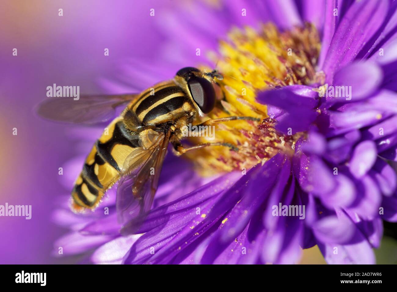 Swamp picture hi-res stock photography and images - Alamy