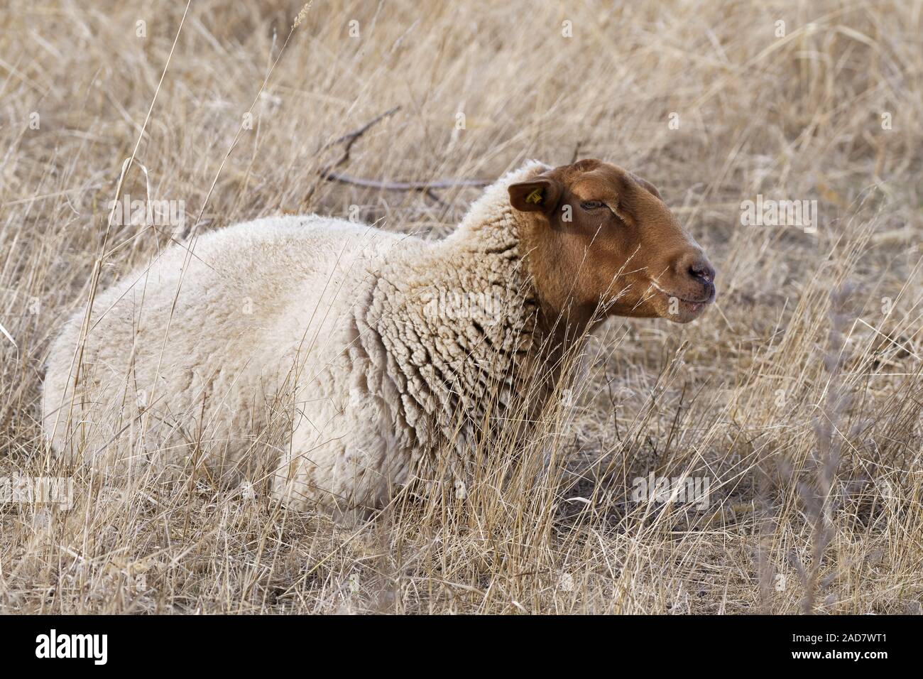 Coburg fox sheep Stock Photo - Alamy