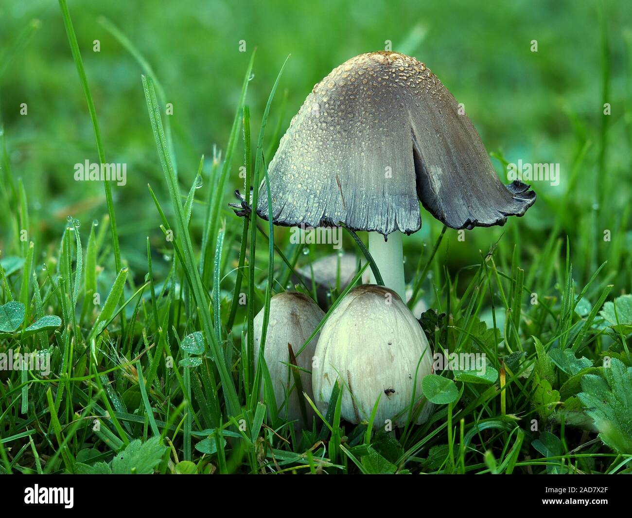 common ink cap, Coprinopsis atramentaria Stock Photo - Alamy