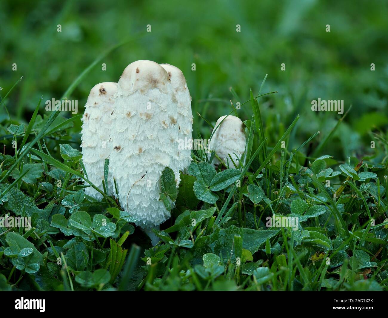 Shaggy ink cap hi-res stock photography and images - Alamy