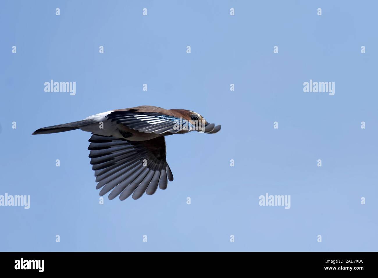 Eurasian jay flying hi-res stock photography and images - Alamy