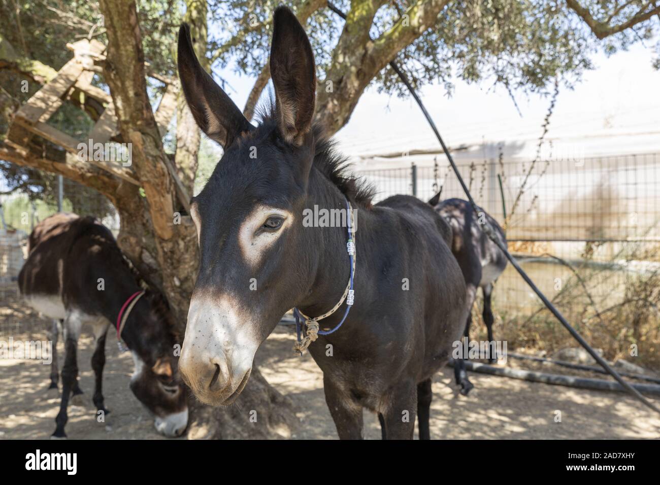 Donkey in crete hi-res stock photography and images - Alamy