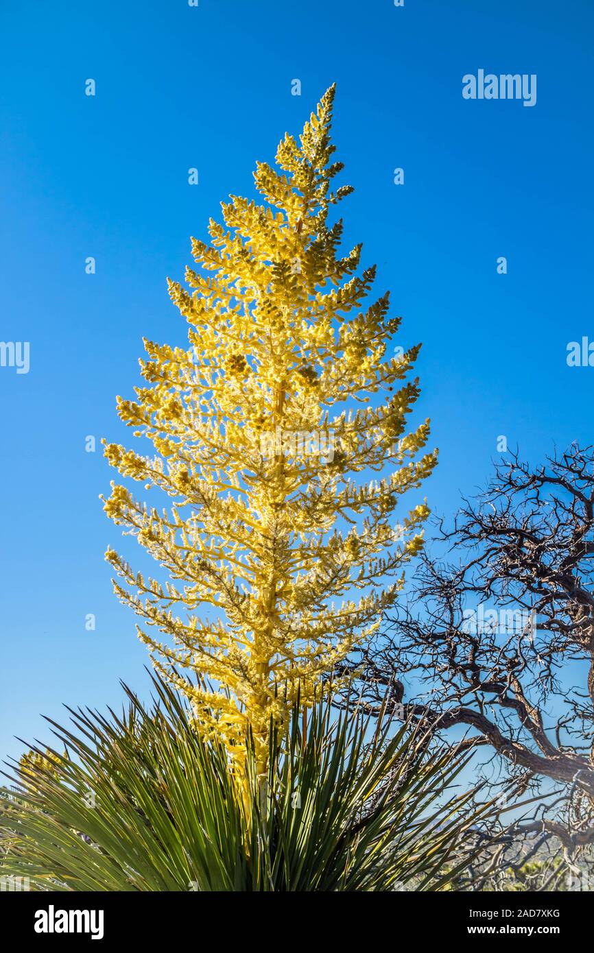 Tamarack hi-res stock photography and images - Alamy