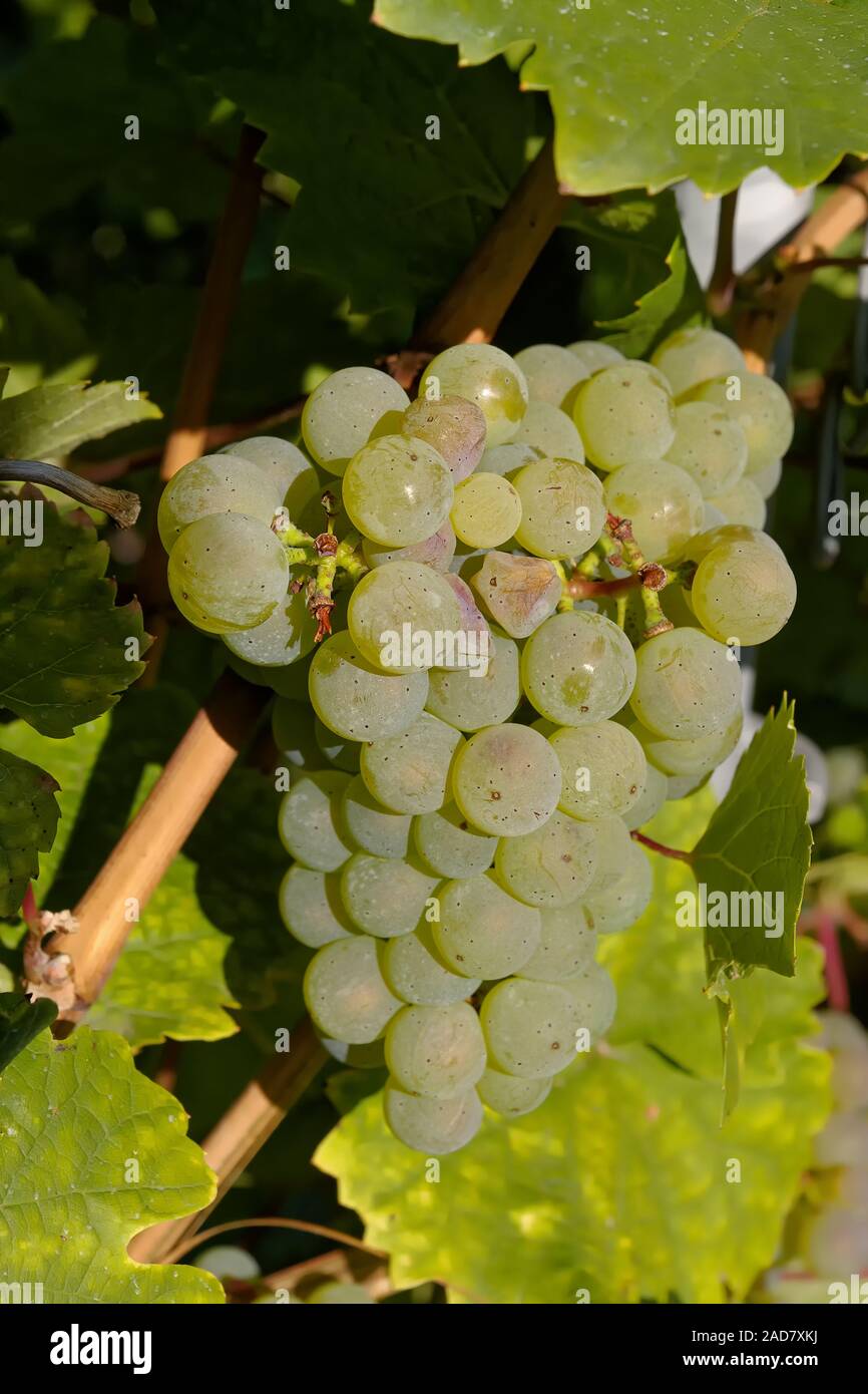 How to grow grape hi-res stock photography and images - Alamy