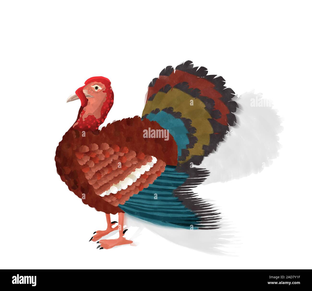 Brush turkey illustration Cut Out Stock Images & Pictures - Alamy
