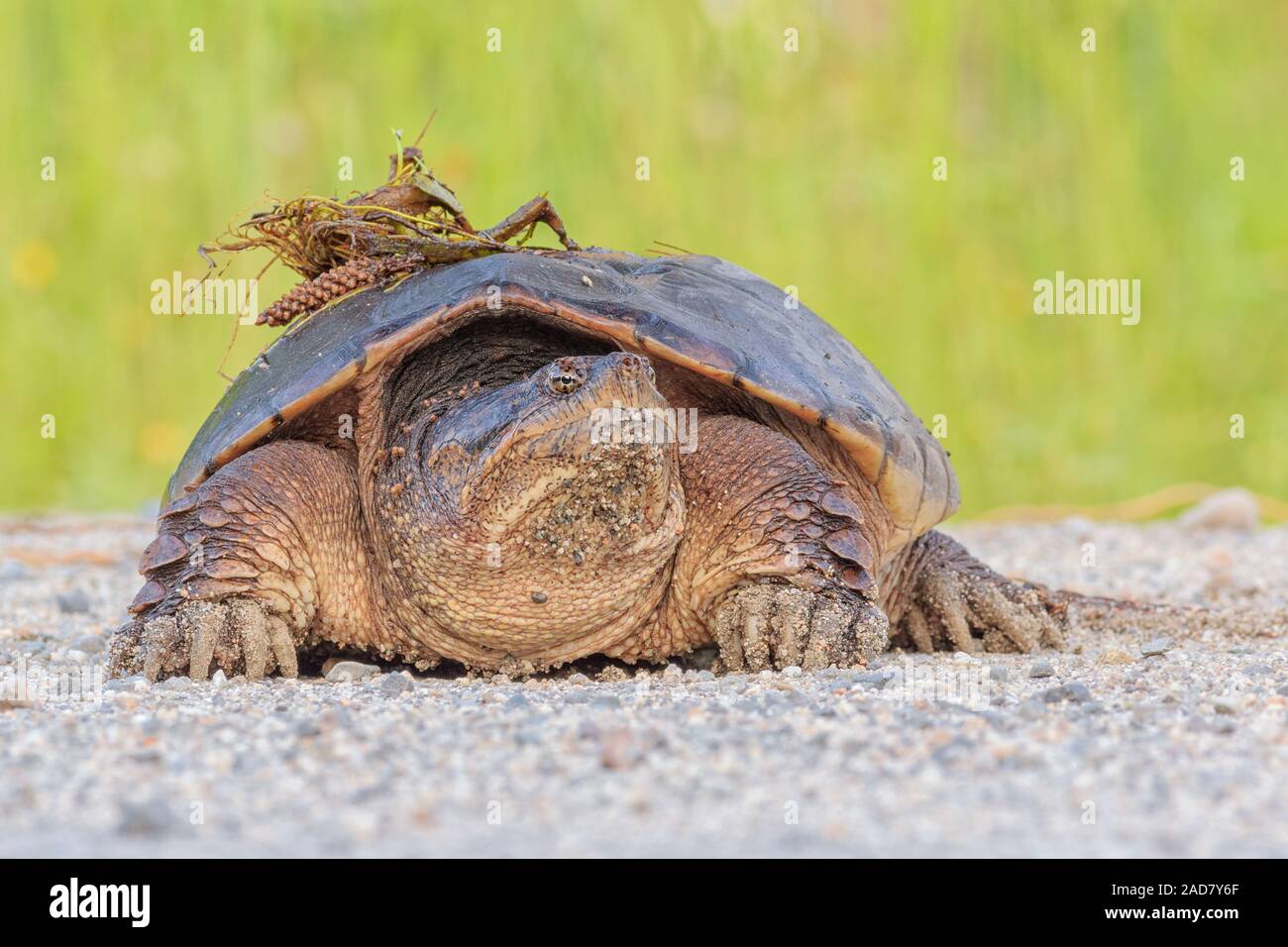 Snapping turtles hi-res stock photography and images - Alamy