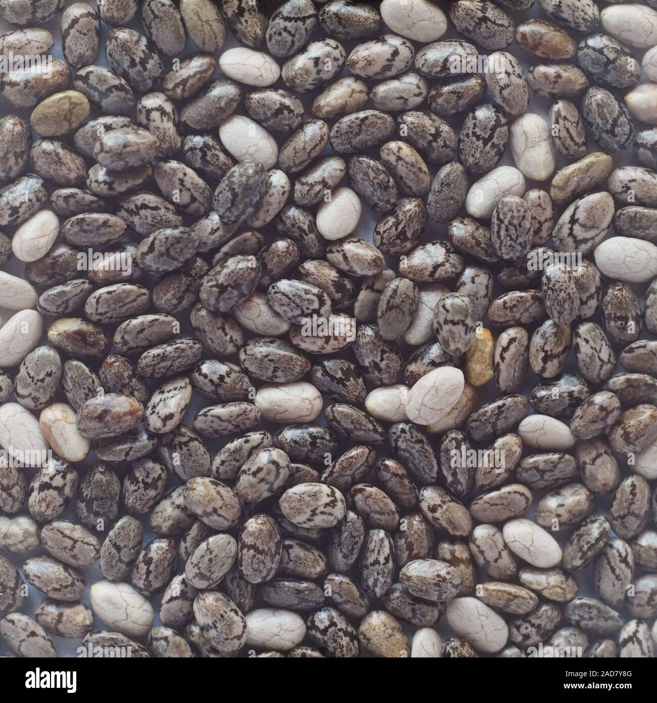 edible sesame seeds background Stock Photo - Alamy