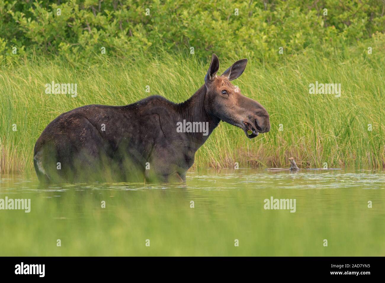 A cow Moose eating her dinner in the back of a Maine pond Stock Photo ...