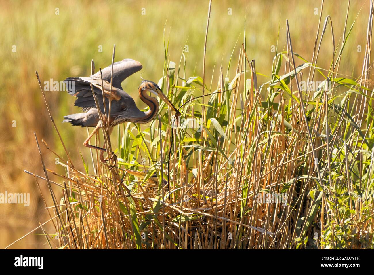 Grey Herons In Nest High Resolution Stock Photography and Images - Alamy