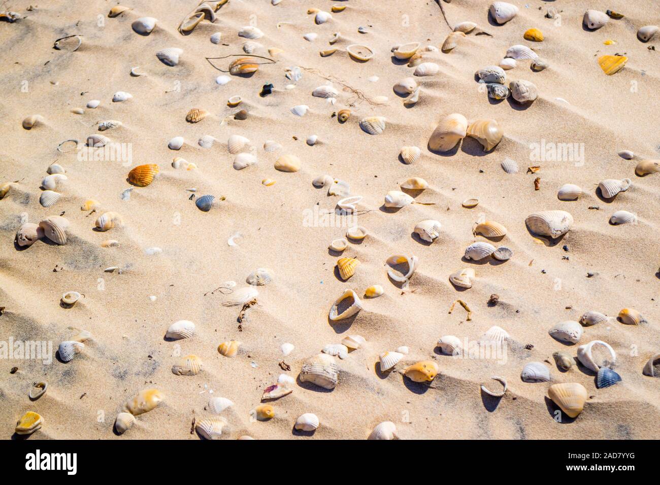 Padre island national seashore hi-res stock photography and images - Alamy