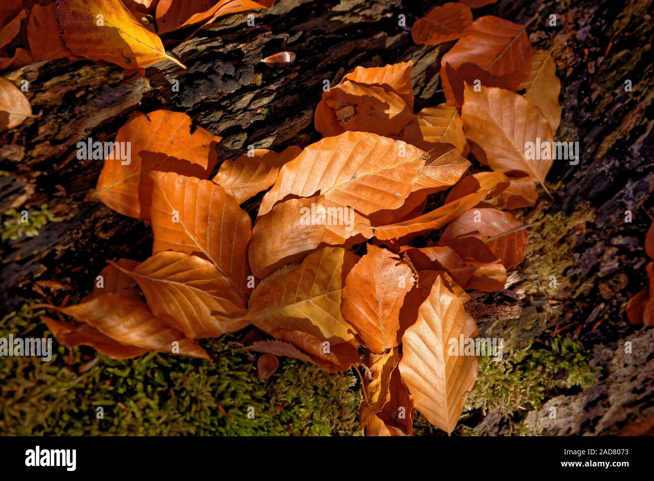 Leaves of red beeches hi-res stock photography and images - Alamy