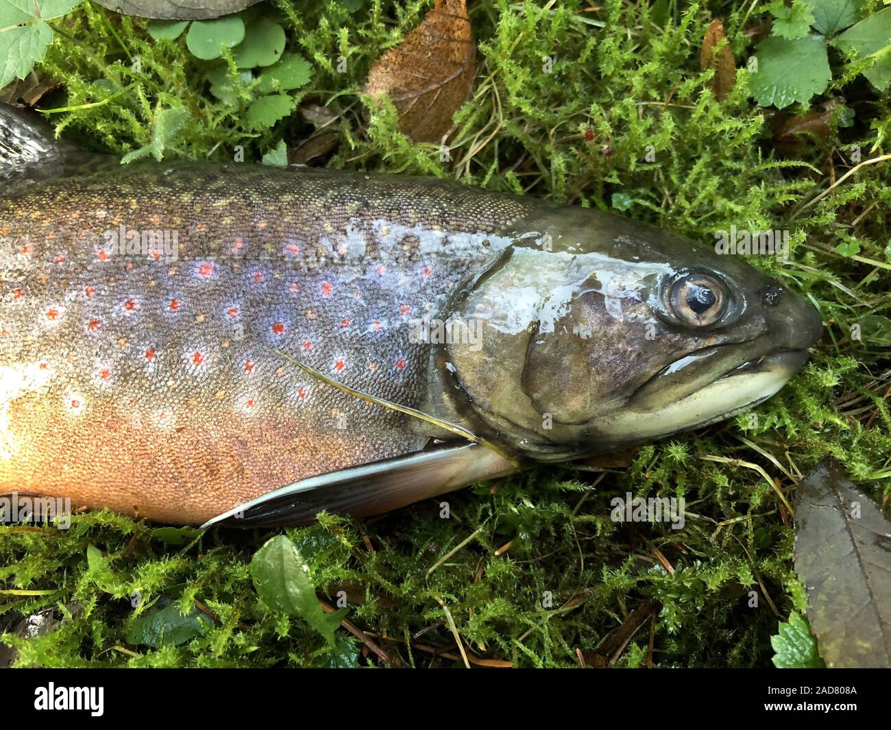 Alsatian char, Brook trout, salvelinus fontinalis, drawing of head and ...