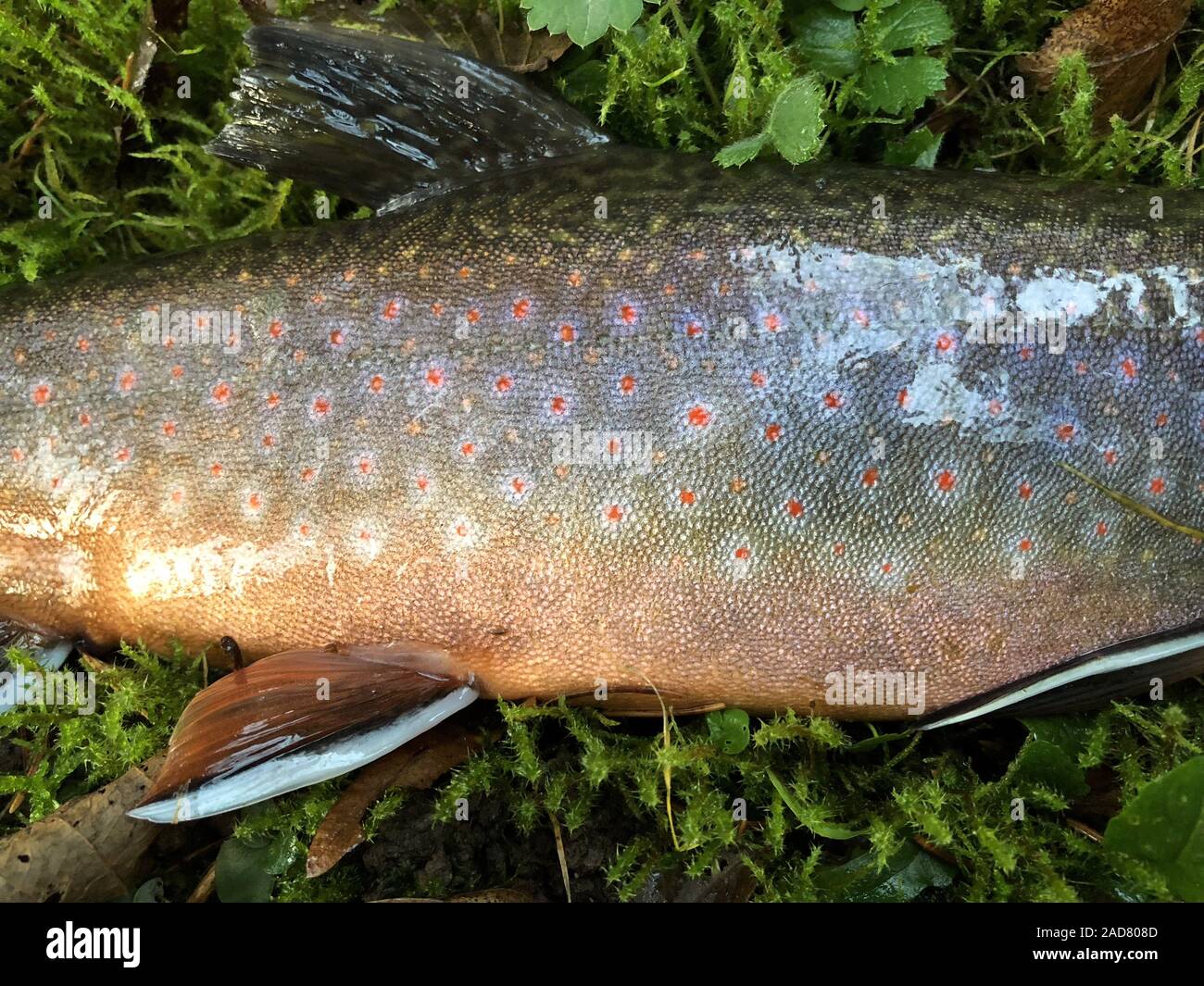 Alsatian char, Brook trout, salvelinus fontinalis, pattern and scales ...