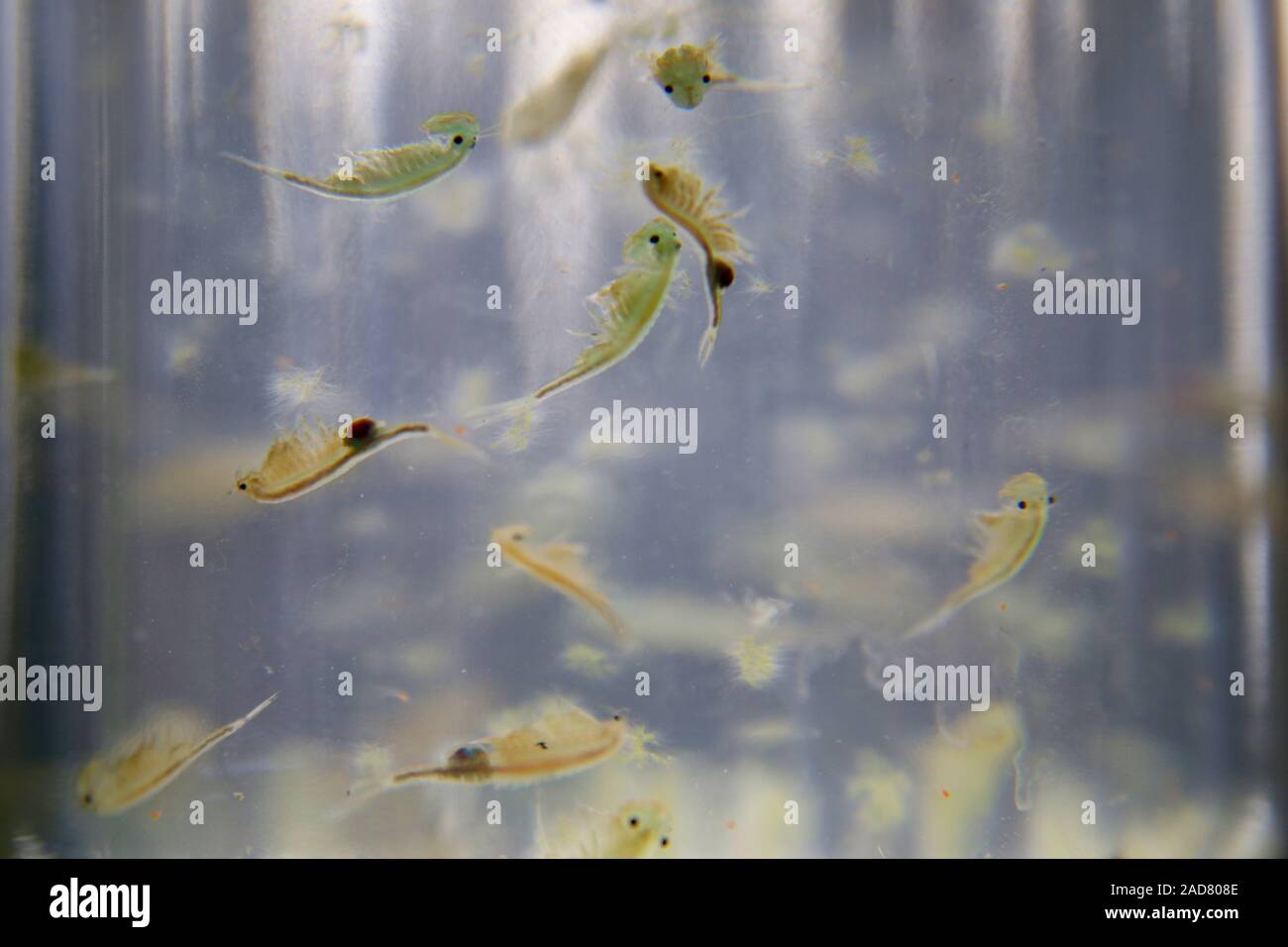 Feenkrebse hi-res stock photography and images - Alamy