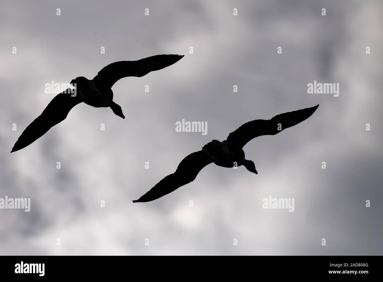 Grey goose wing hi-res stock photography and images - Alamy