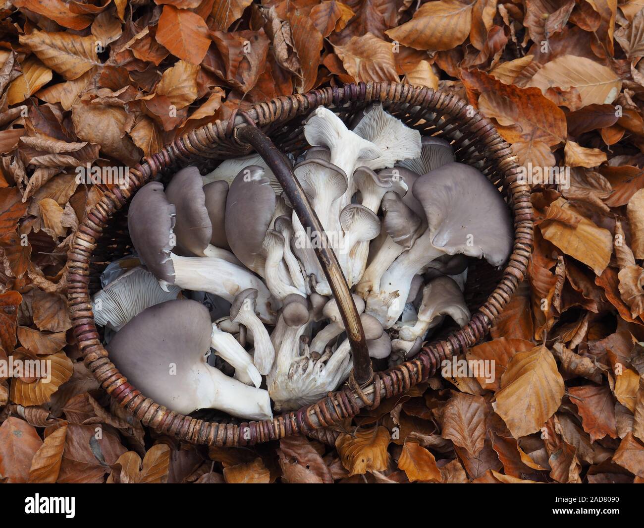 Oyster Mushroom Tree Stock Photos & Oyster Mushroom Tree Stock Images - Alamy