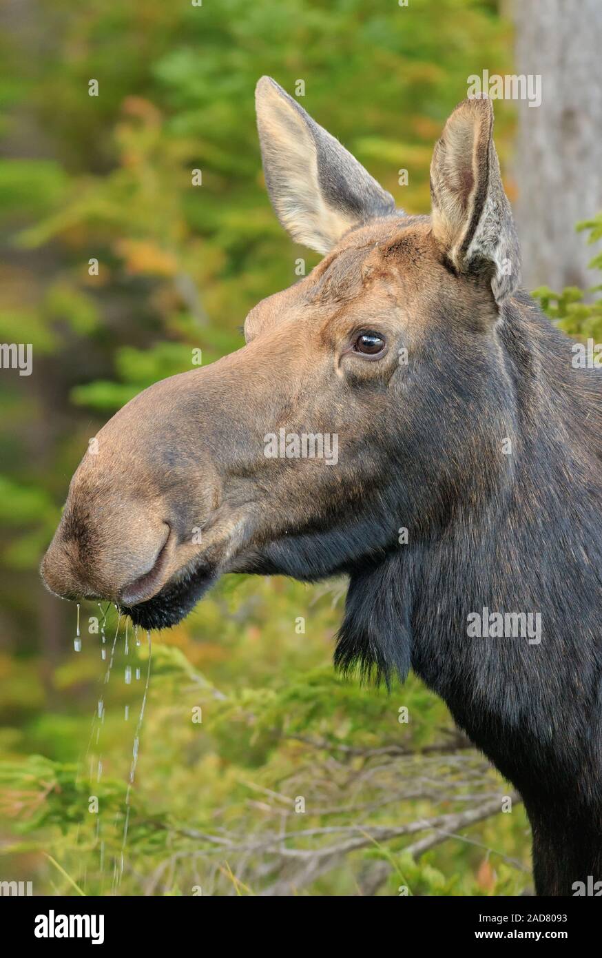 A cow Moose looks up from her breakfast Stock Photo - Alamy