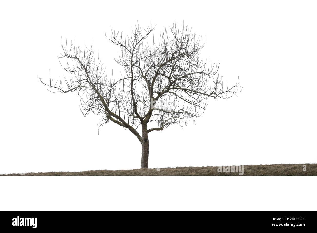 Bald tree in winter, isolated on white background Stock Photo - Alamy