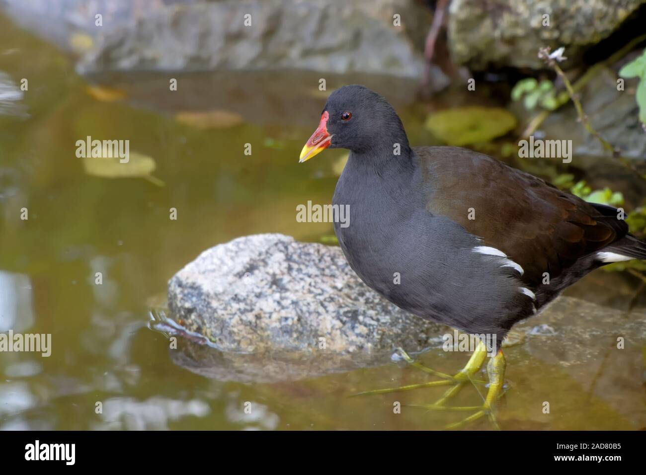 Eurasian common moorhen hi-res stock photography and images - Alamy